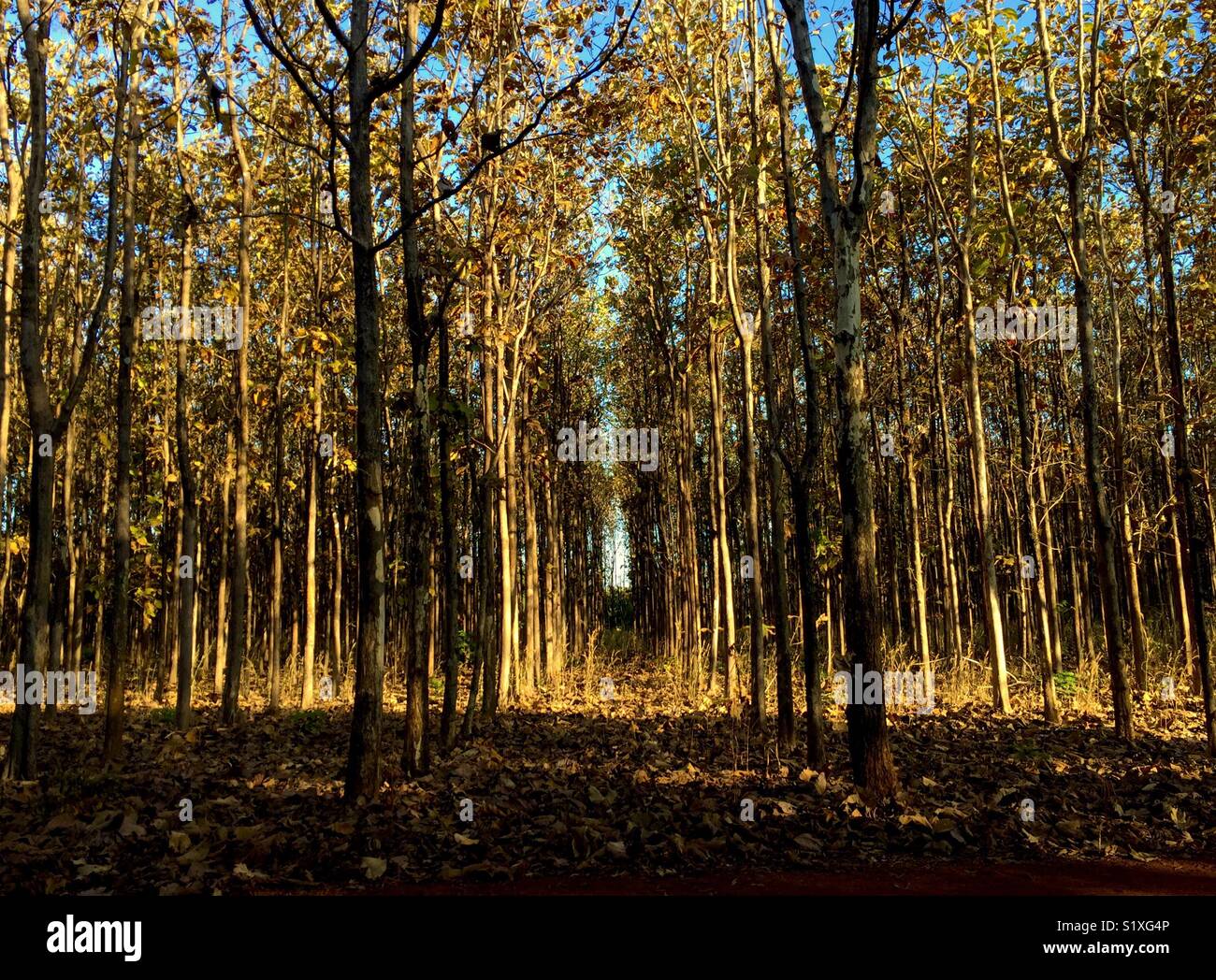 Arrange row hi-res stock photography and images - Alamy