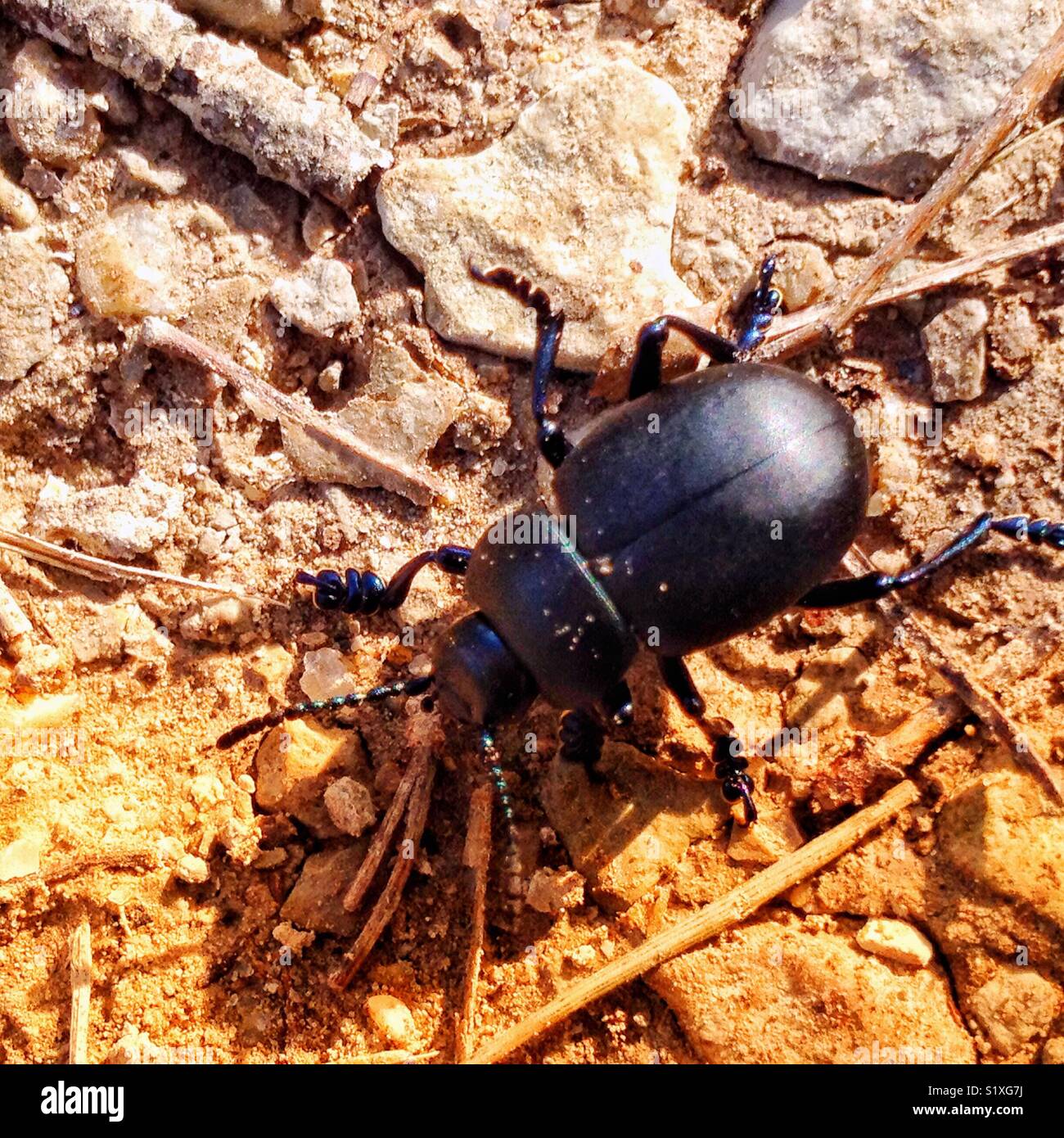 Insect coleopterous, Timarcha Tenebricosa Stock Photo - Alamy