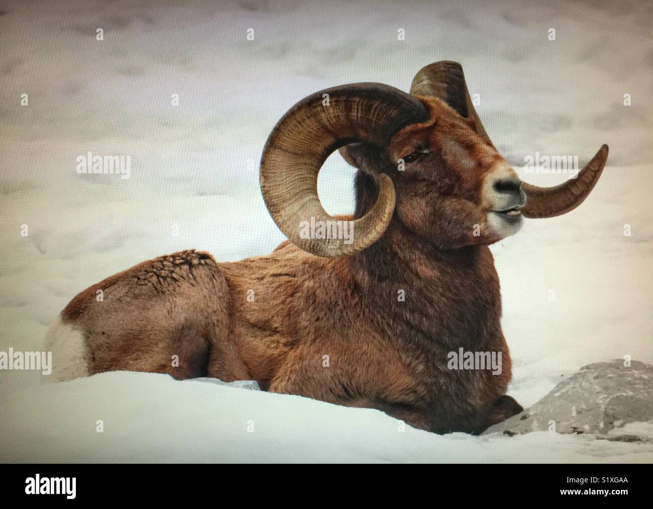 Big horn mountain sheep Stock Photo - Alamy