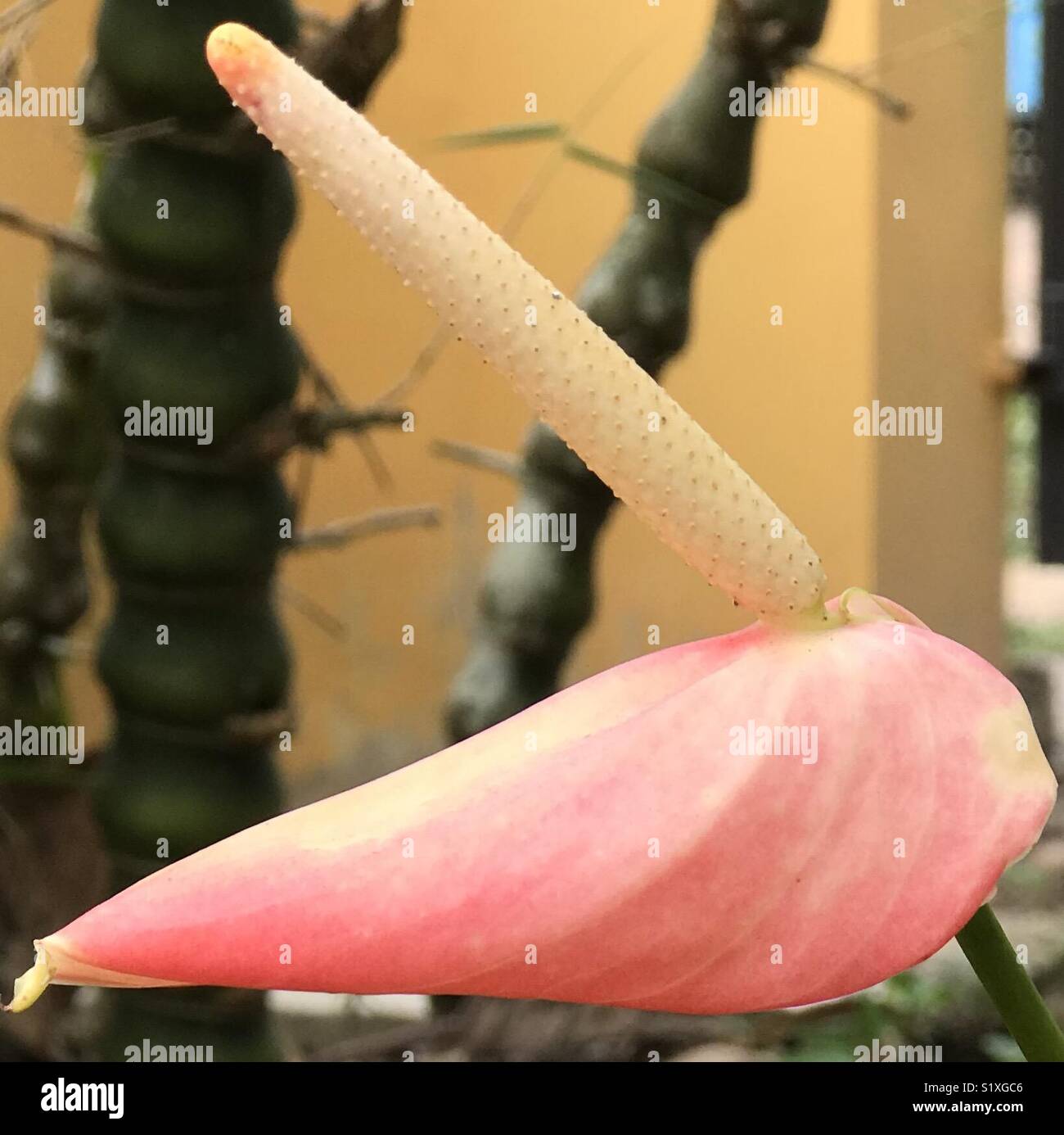 Anthoorium flower hi-res stock photography and images - Alamy