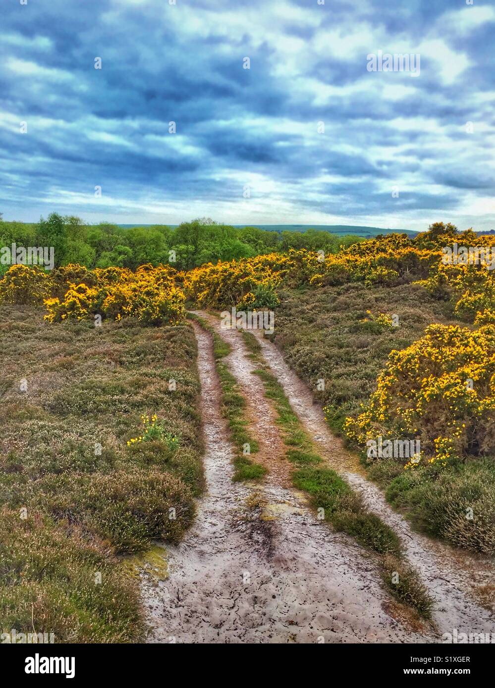 Off Road Track Through Heath Land Stock Photo - Alamy