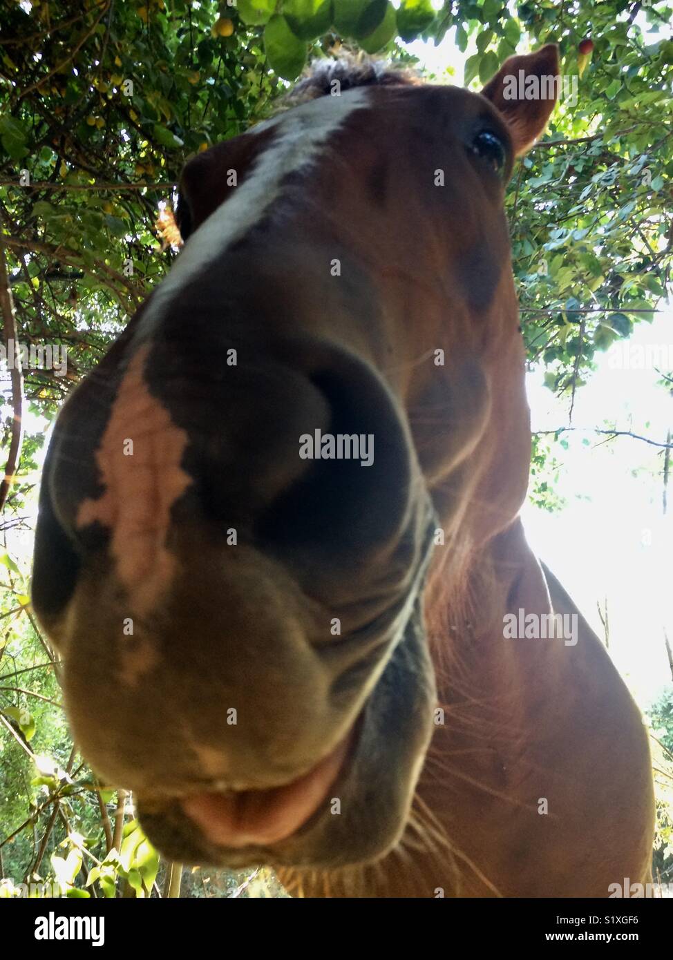 Equine snout hi-res stock photography and images - Alamy