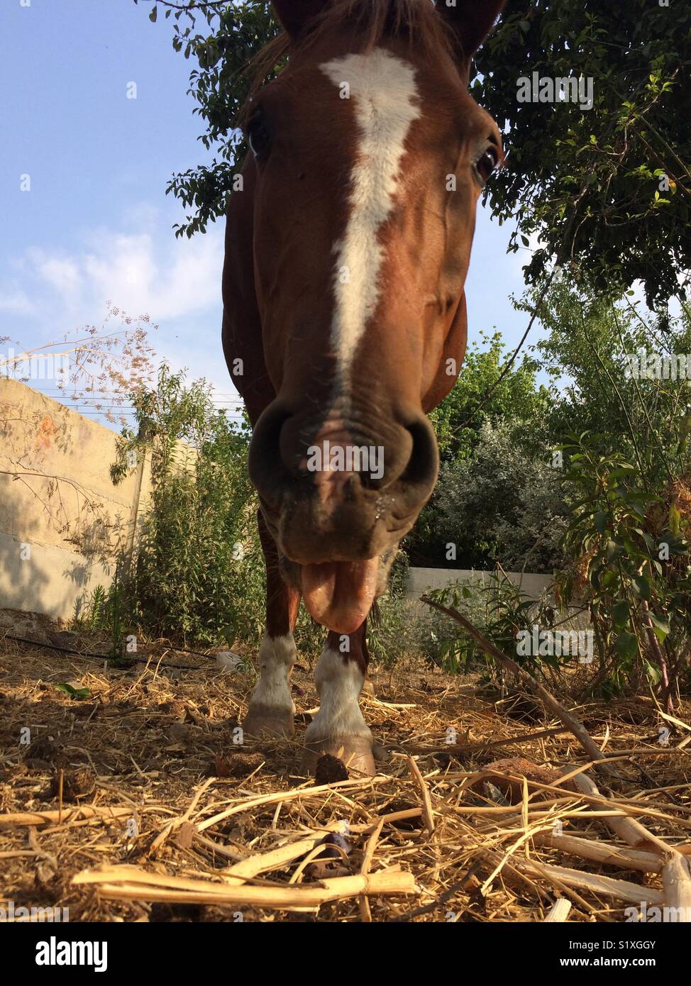 Equine snout hi-res stock photography and images - Alamy