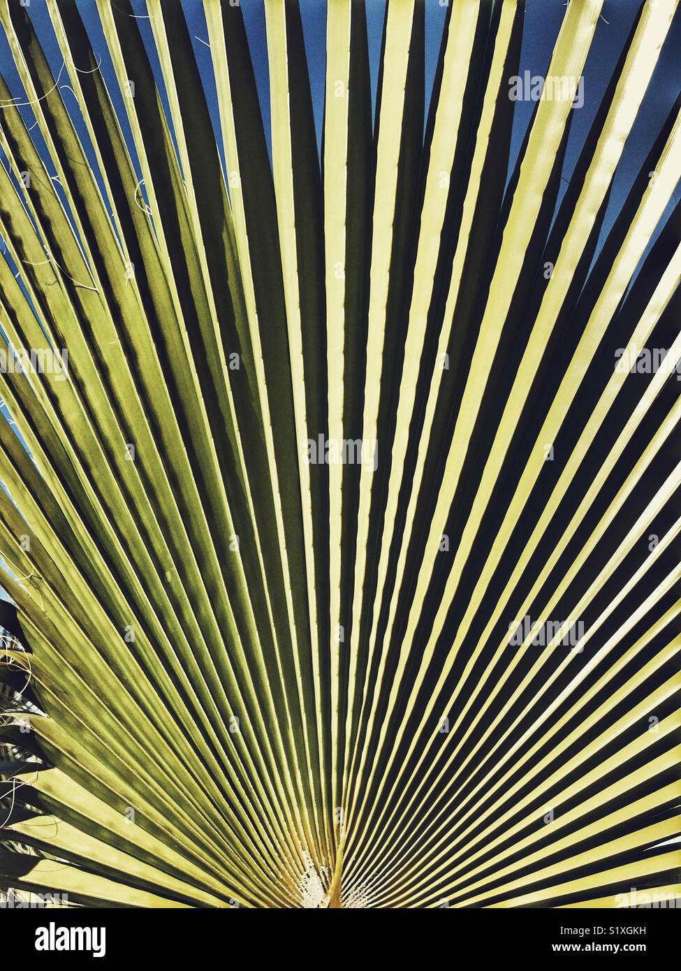 Palm frond fan hi-res stock photography and images - Alamy