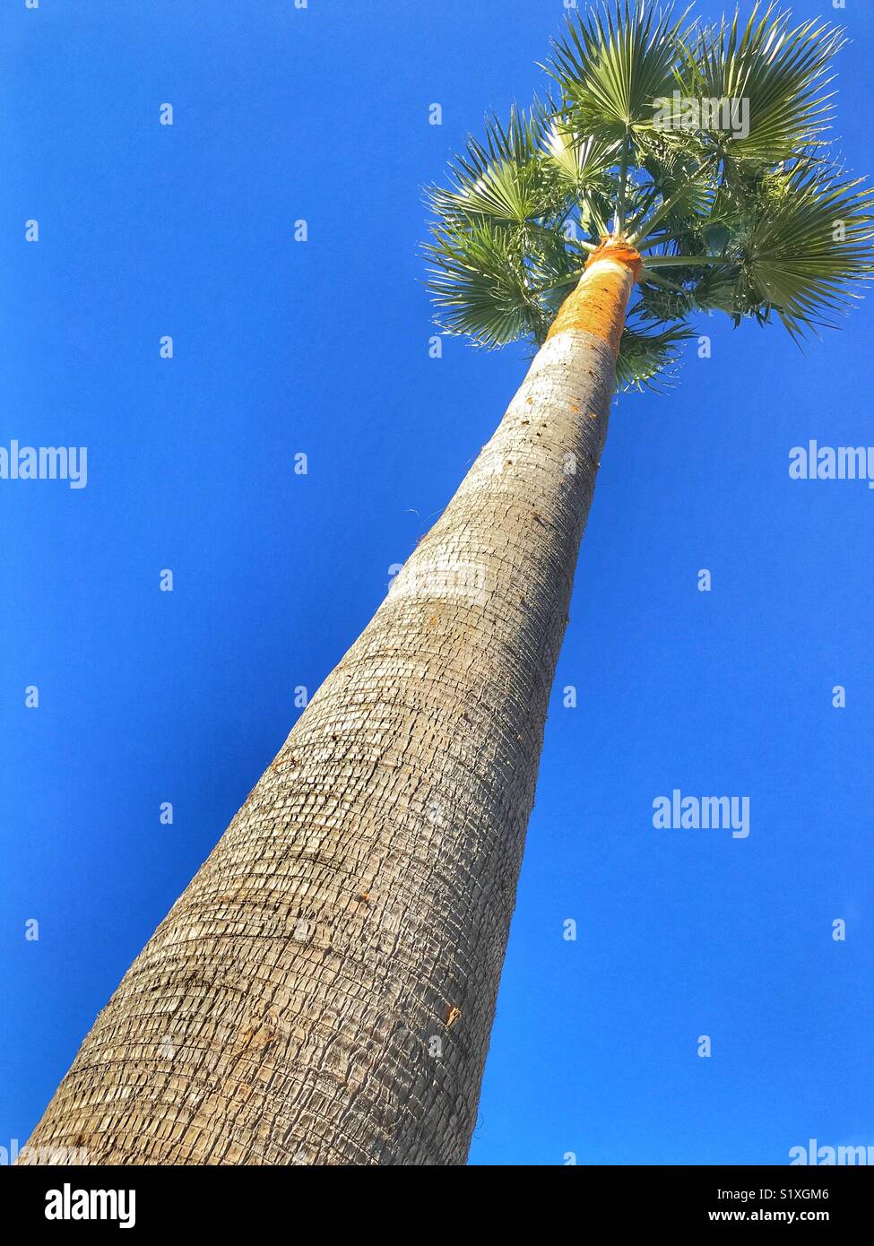 Low angle view up the trunk of a Washingtonia Palm which has just been ...
