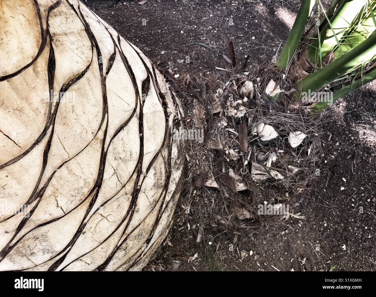 Palm tree trunk which has just been pruned, with a second young palm ...