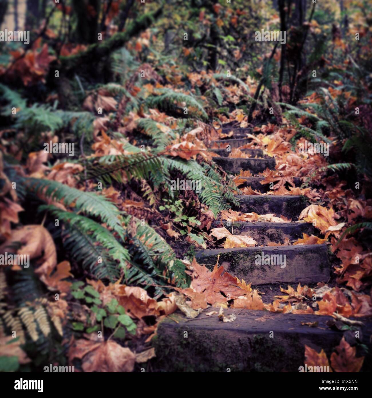 Woodland steps hi-res stock photography and images - Alamy