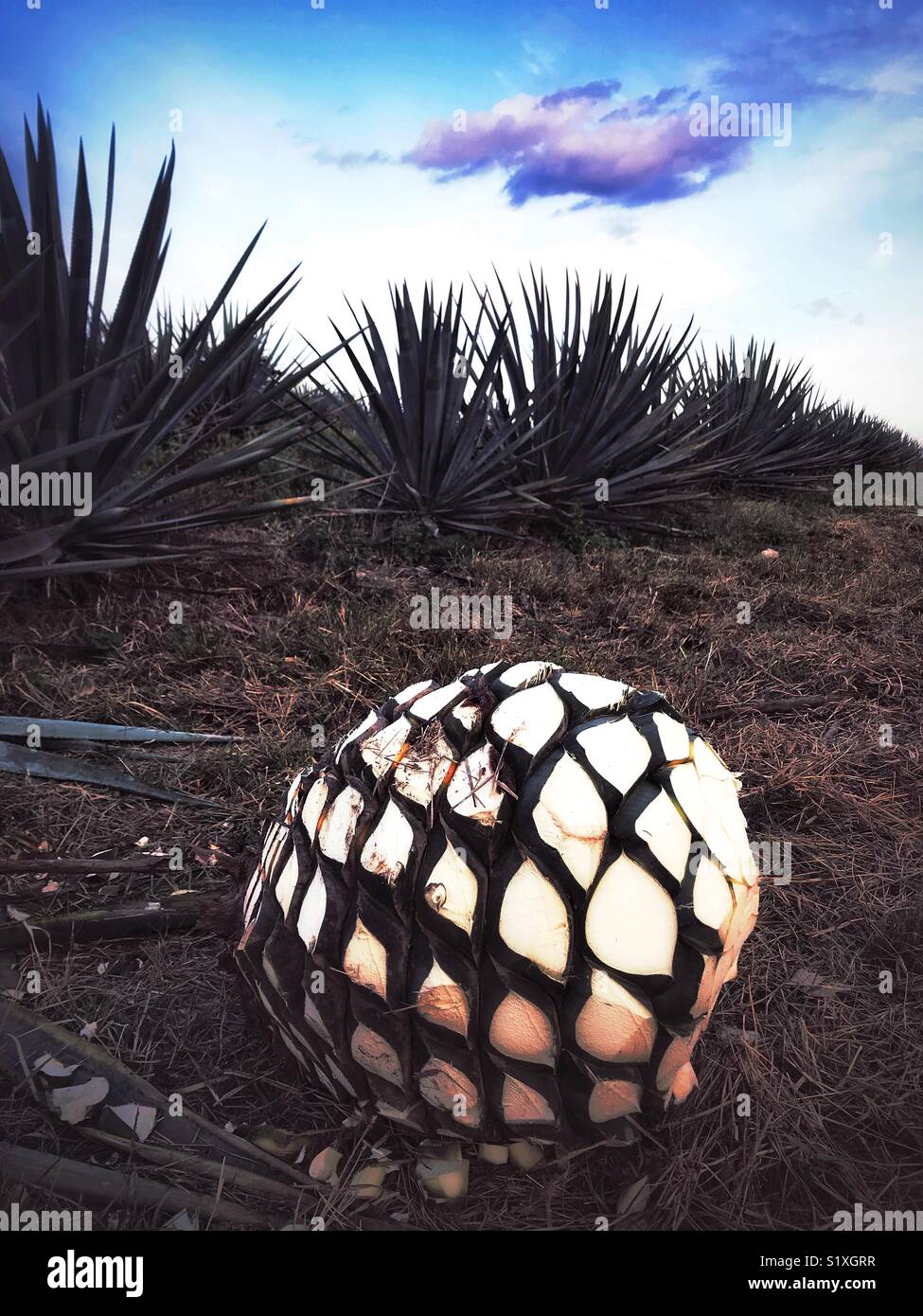 A piña, the heart of the agave plant, is ready to be harvested and ...