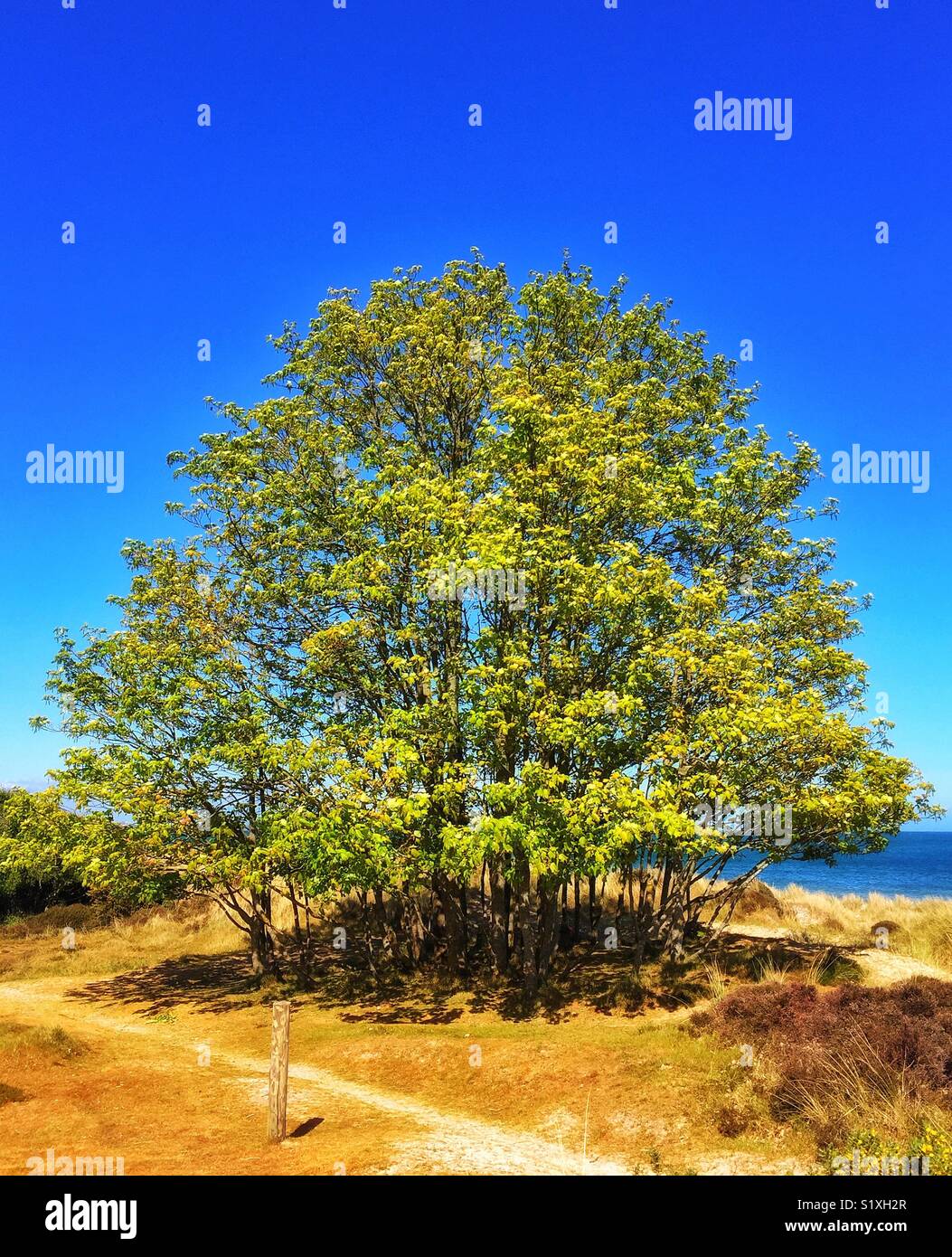 Bright green tree trunks hi-res stock photography and images - Alamy