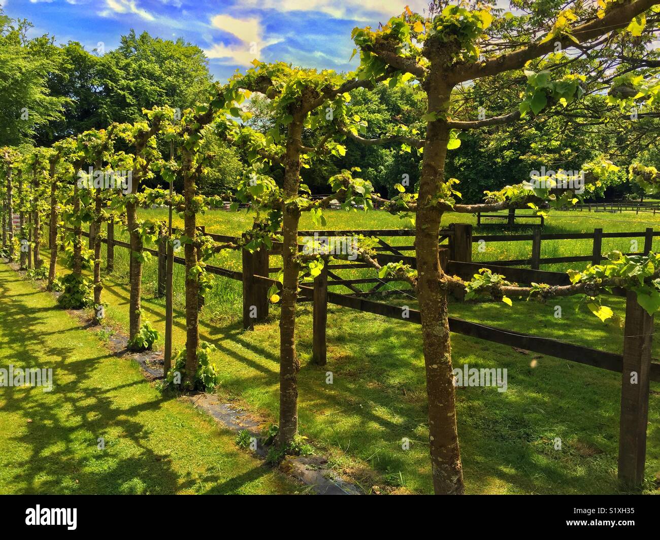 Training apple trees hi-res stock photography and images - Alamy