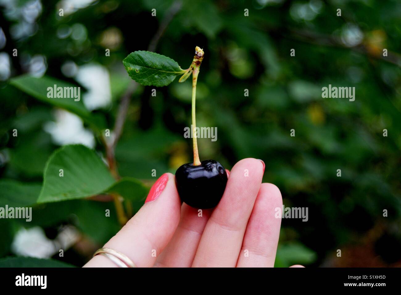Cherry in hand Stock Photo - Alamy