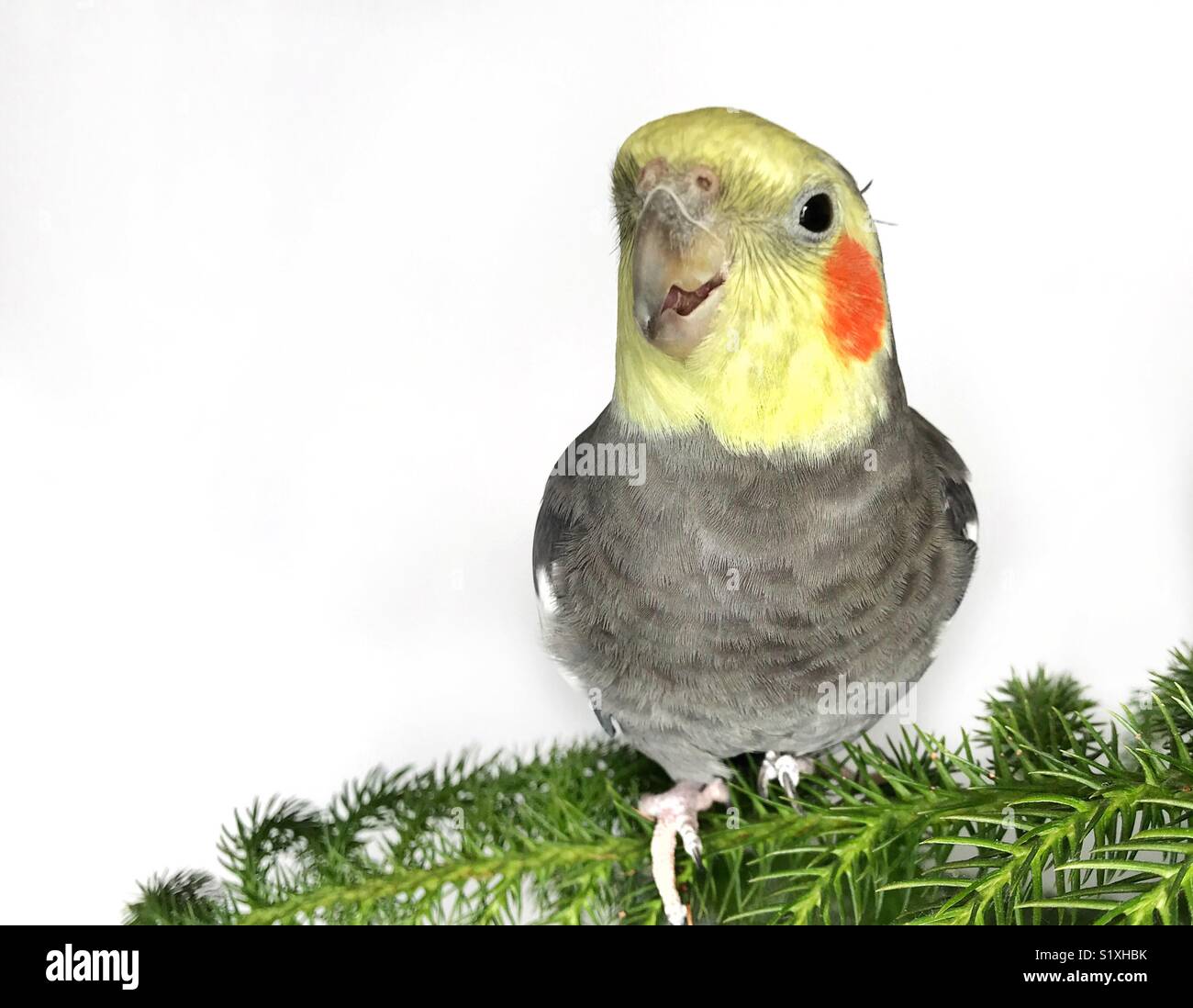 Sassy bird hi-res stock photography and images - Alamy