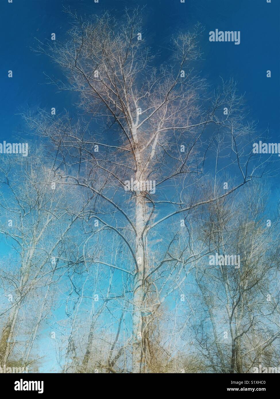 Soft focus tree hi-res stock photography and images - Alamy