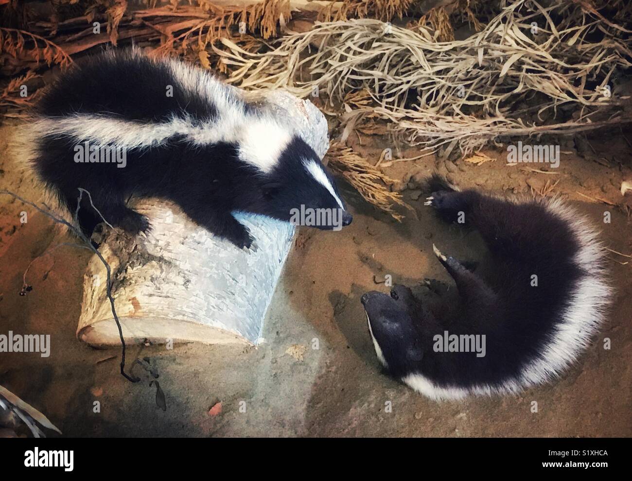 Skunks hi-res stock photography and images - Alamy