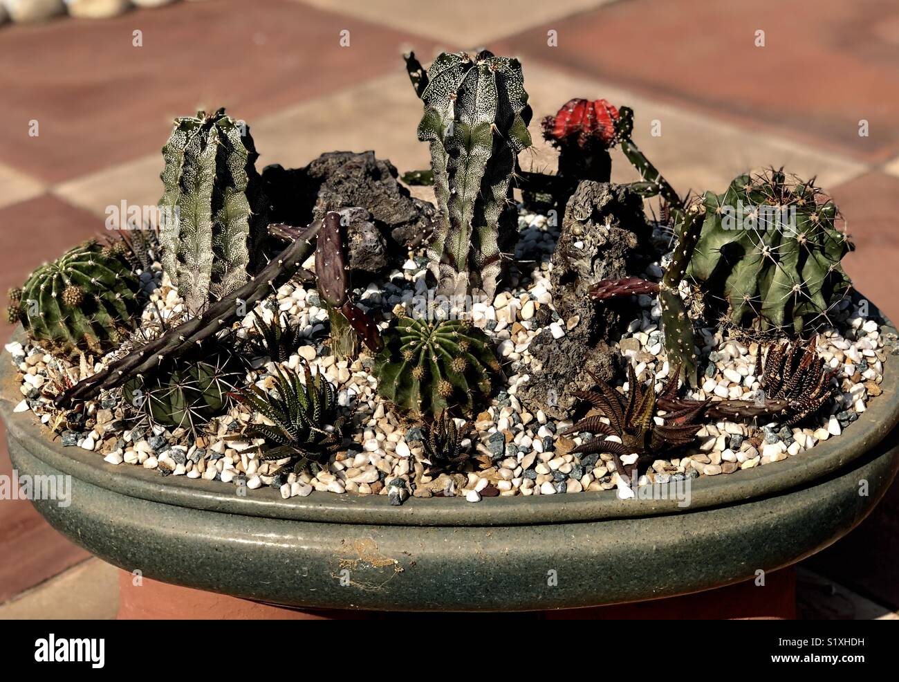 India cactus hi-res stock photography and images - Alamy