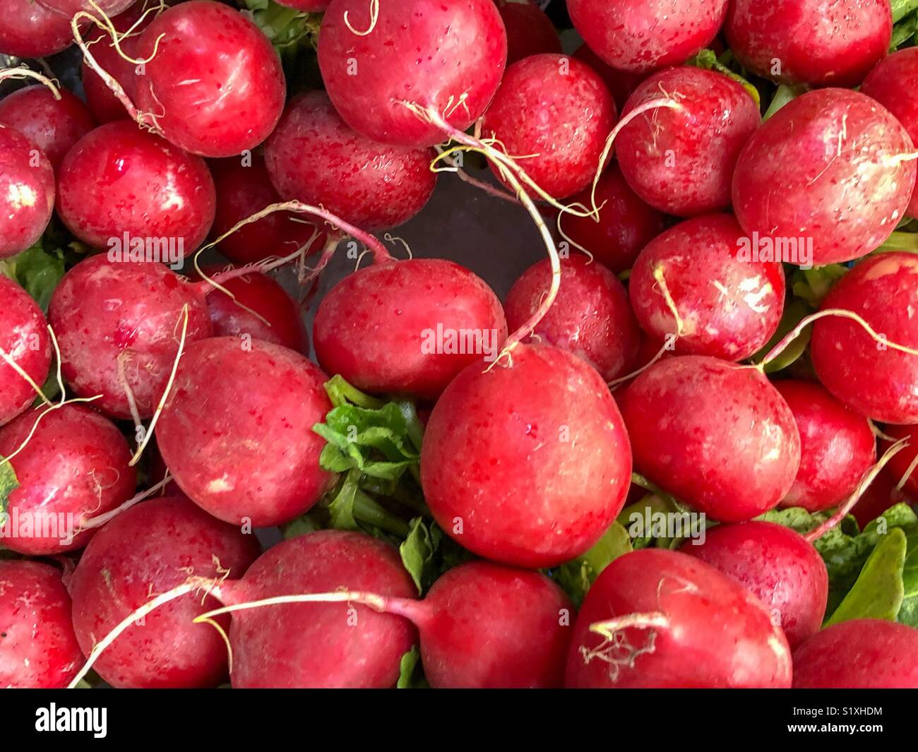 Large Radishes High Resolution Stock Photography and Images - Alamy