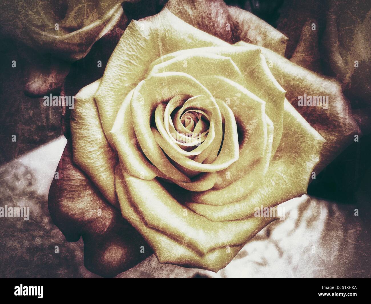 Dramatic rose in bloom Stock Photo - Alamy