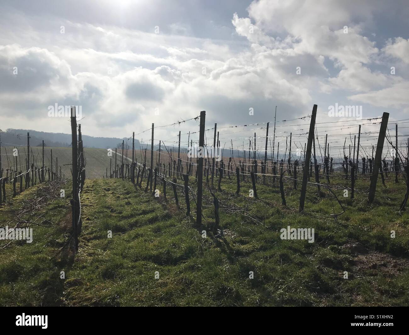 Hill with grapes hi-res stock photography and images - Alamy