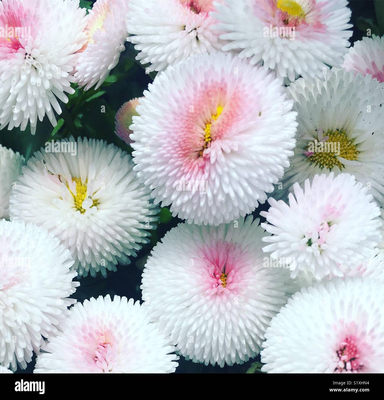 Lovely flowers hi-res stock photography and images - Alamy