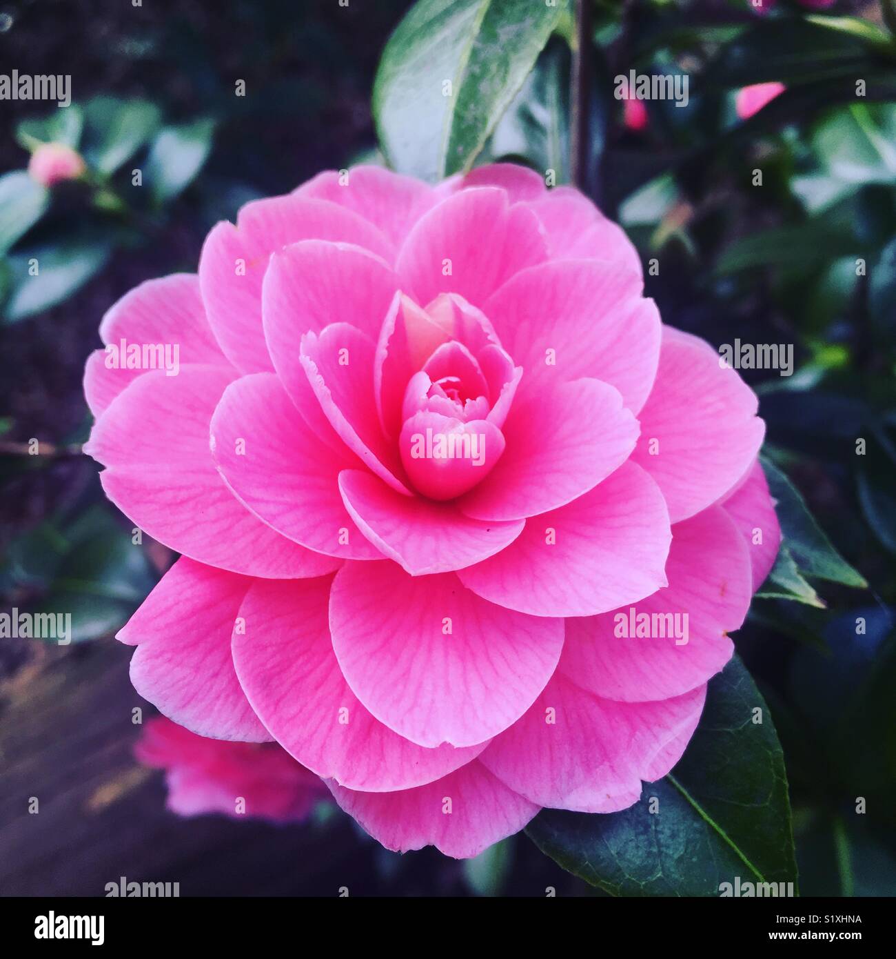 Camila flower hi-res stock photography and images - Alamy