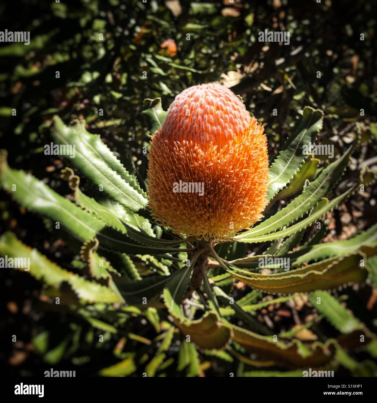 Western australia flower hi-res stock photography and images - Alamy