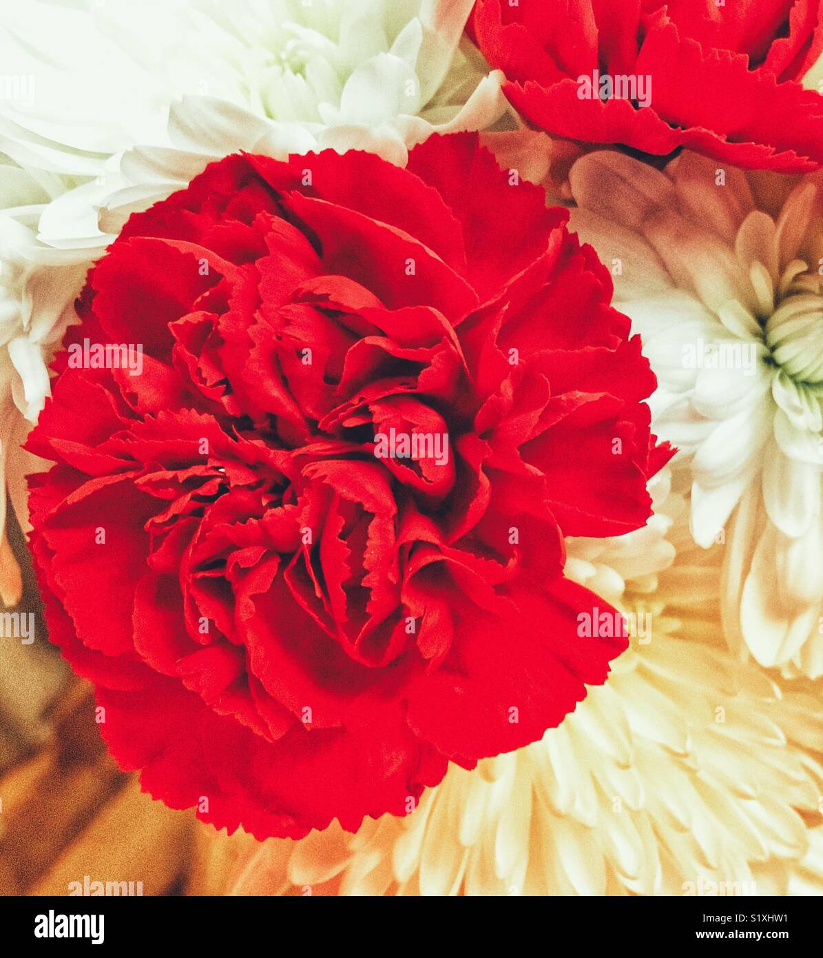 Red carnations and white chrysanthemums (mums) and white dahlias Stock ...