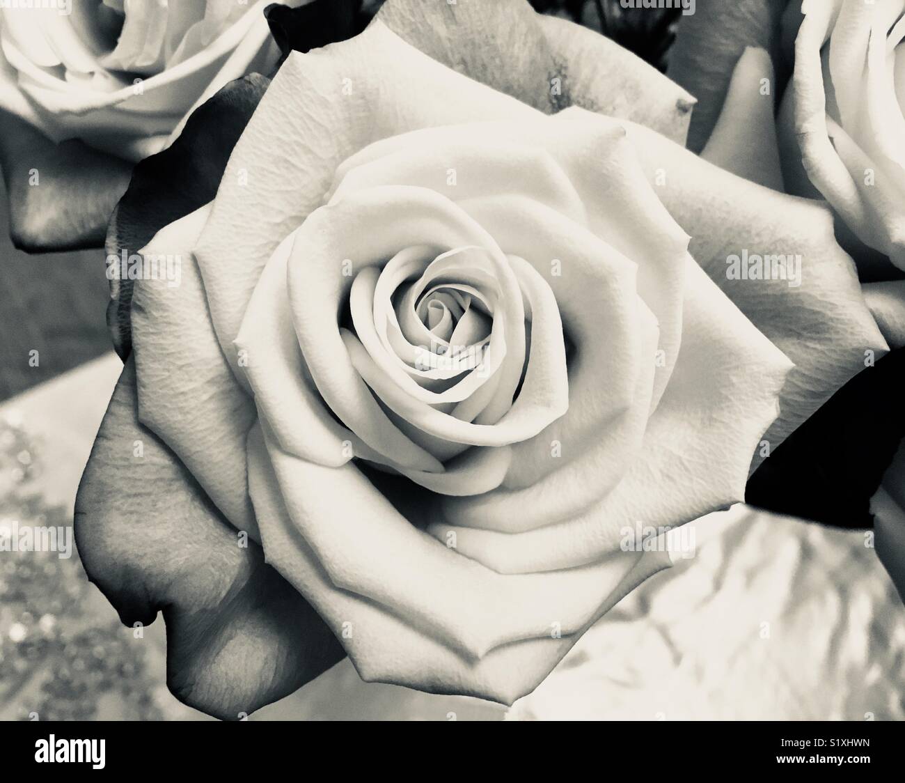 Black and white rose in bloom Stock Photo - Alamy