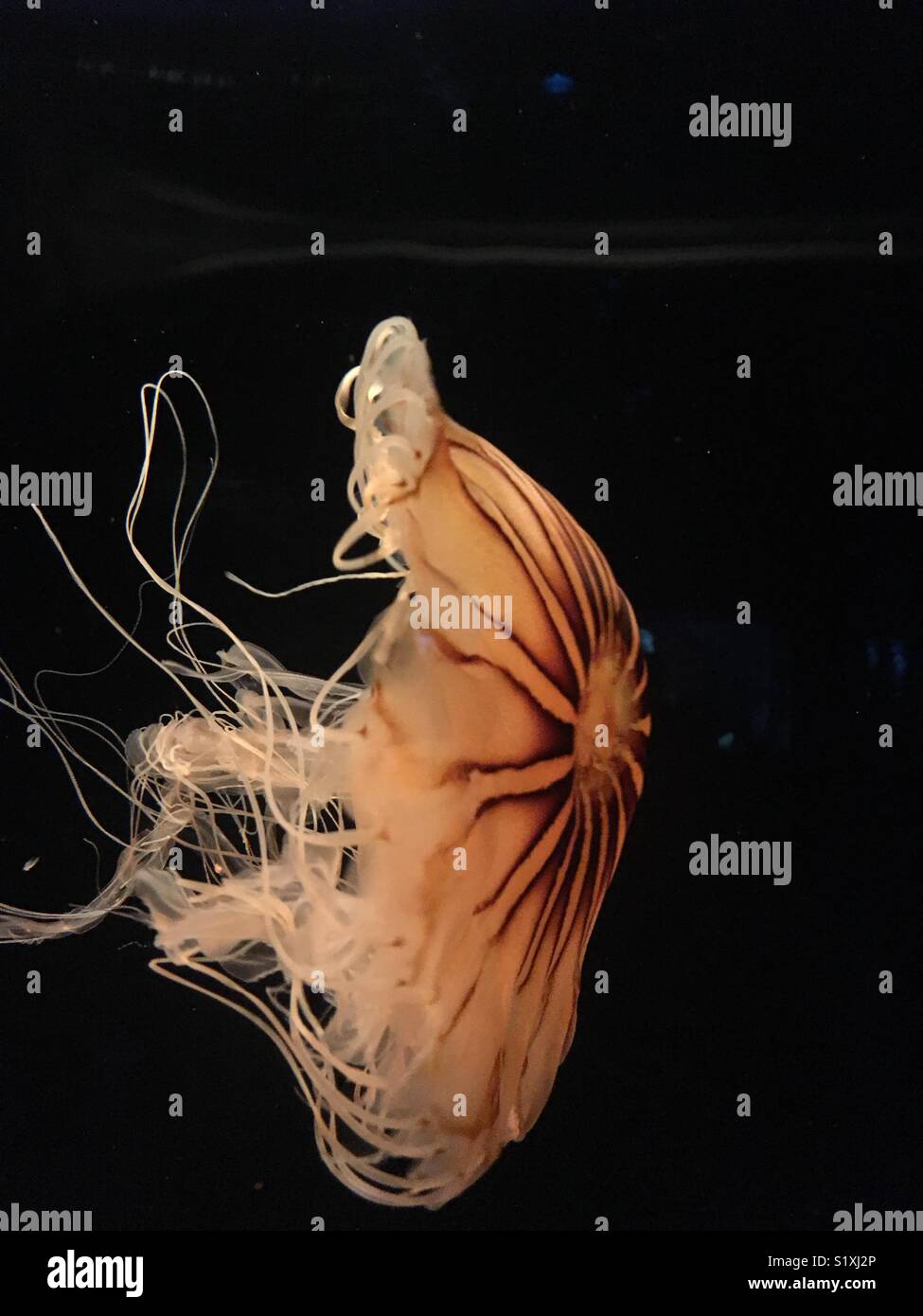 Jelly fish moving Stock Photo - Alamy