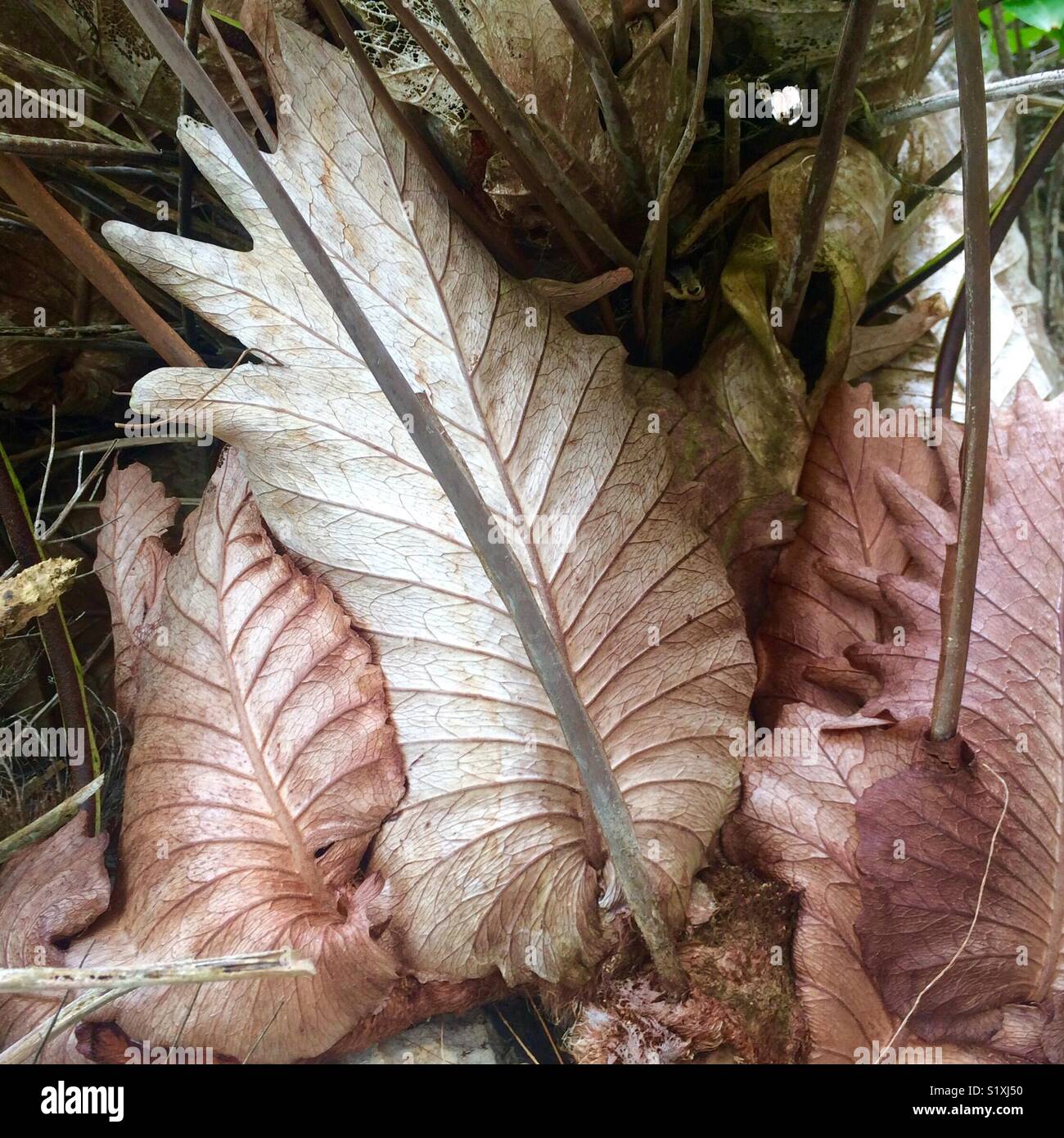 Big leaves hi-res stock photography and images - Alamy