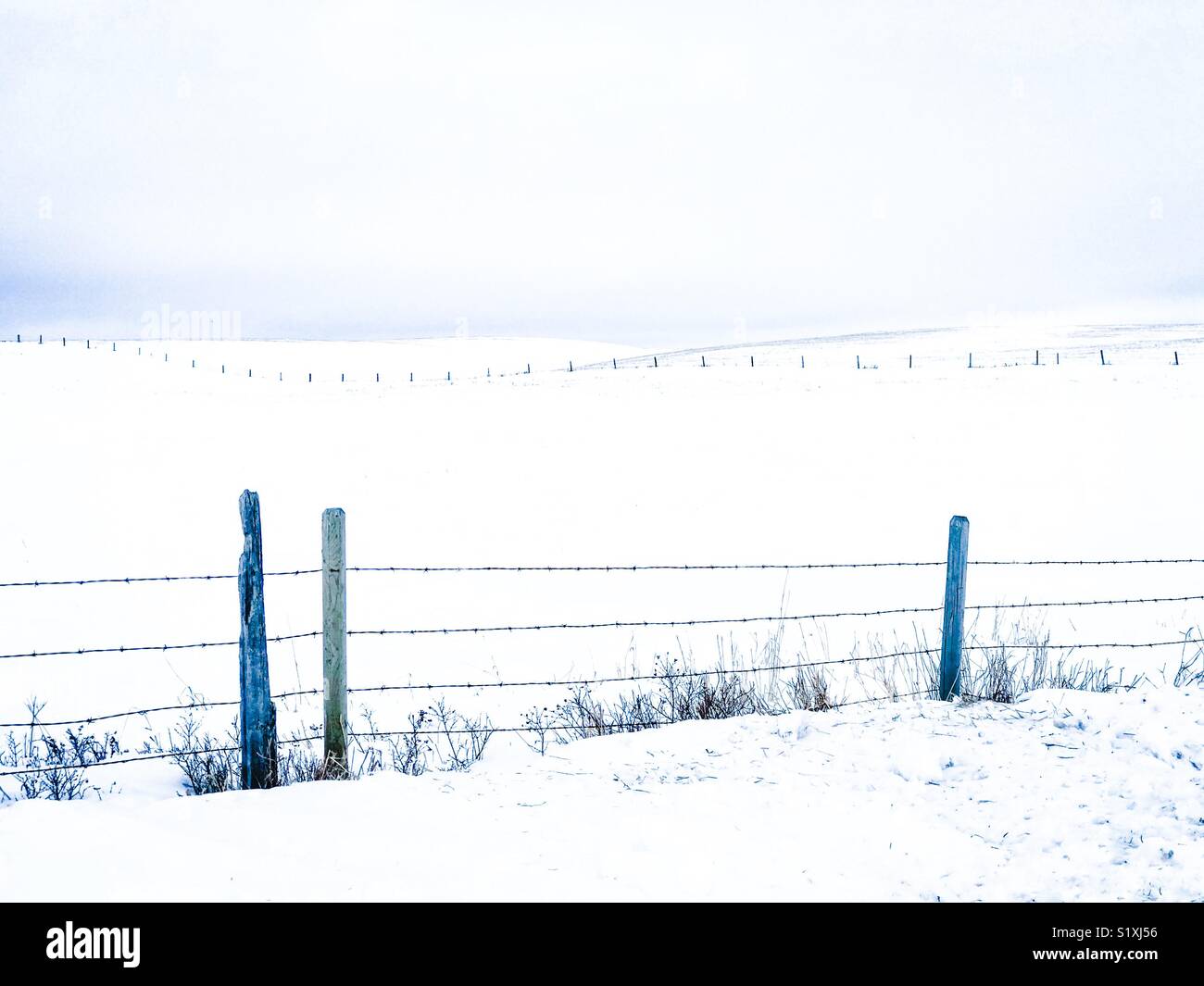 A cold, snow-covered pasture fenced with barbed wire Stock Photo - Alamy