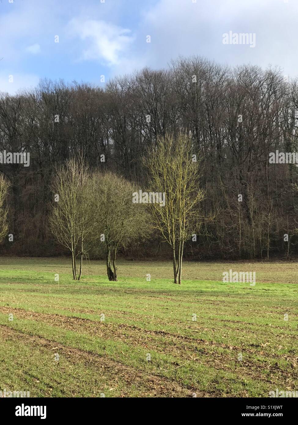 Three trees field hi-res stock photography and images - Alamy