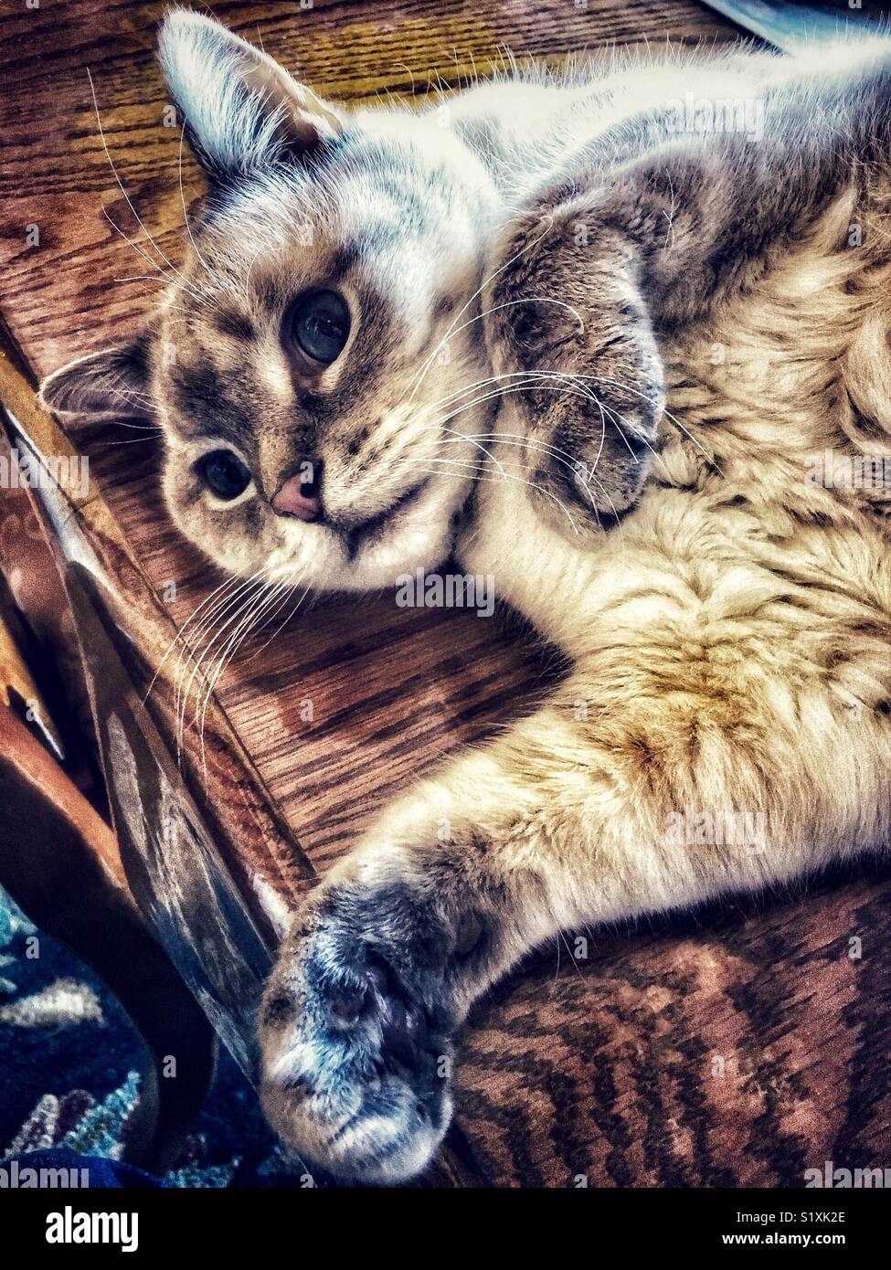Lynx point Siamese cat reaching out with paw Stock Photo - Alamy