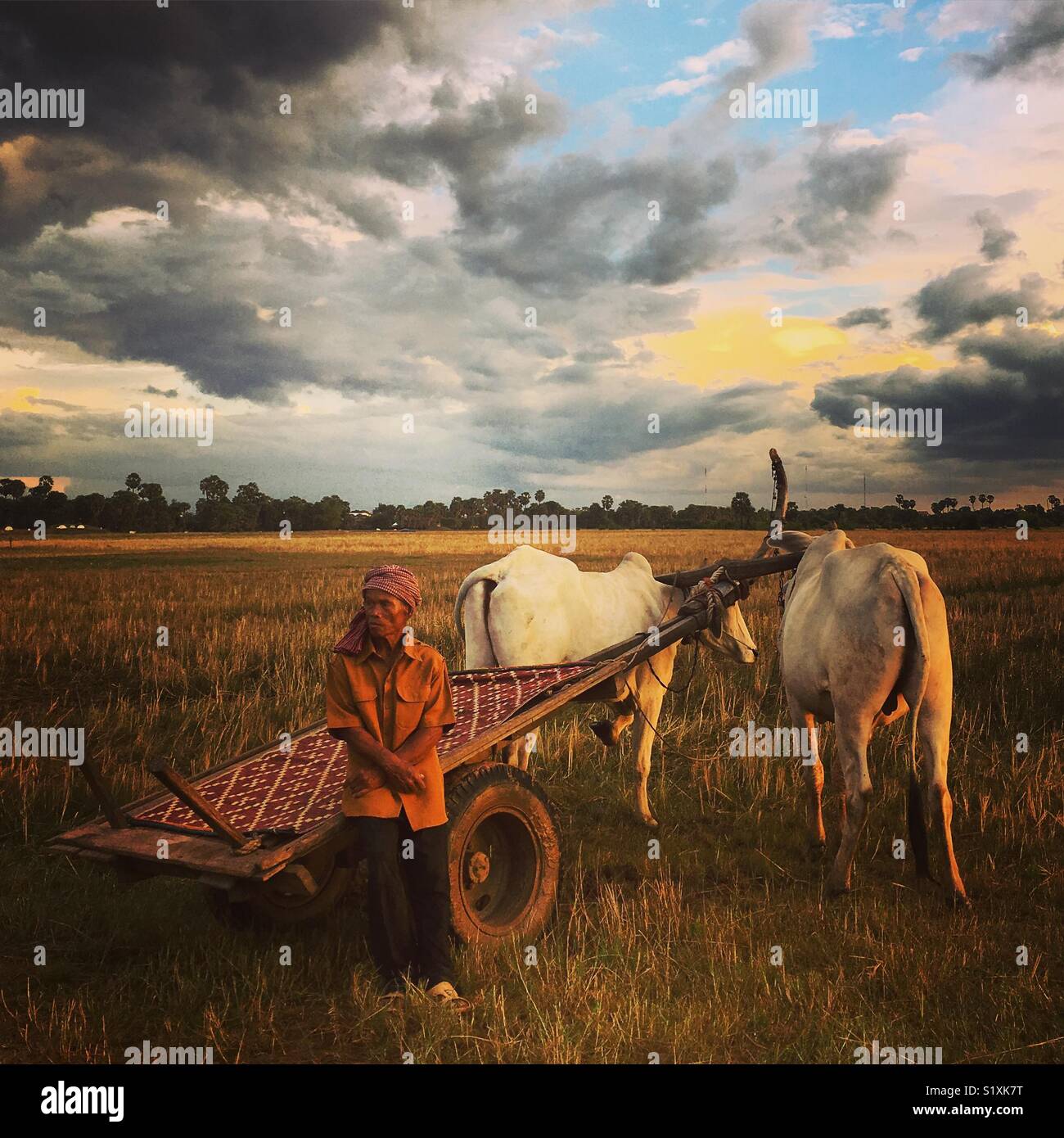 Khmer farmer with ox cart in rural Cambodia during sunset Stock Photo ...