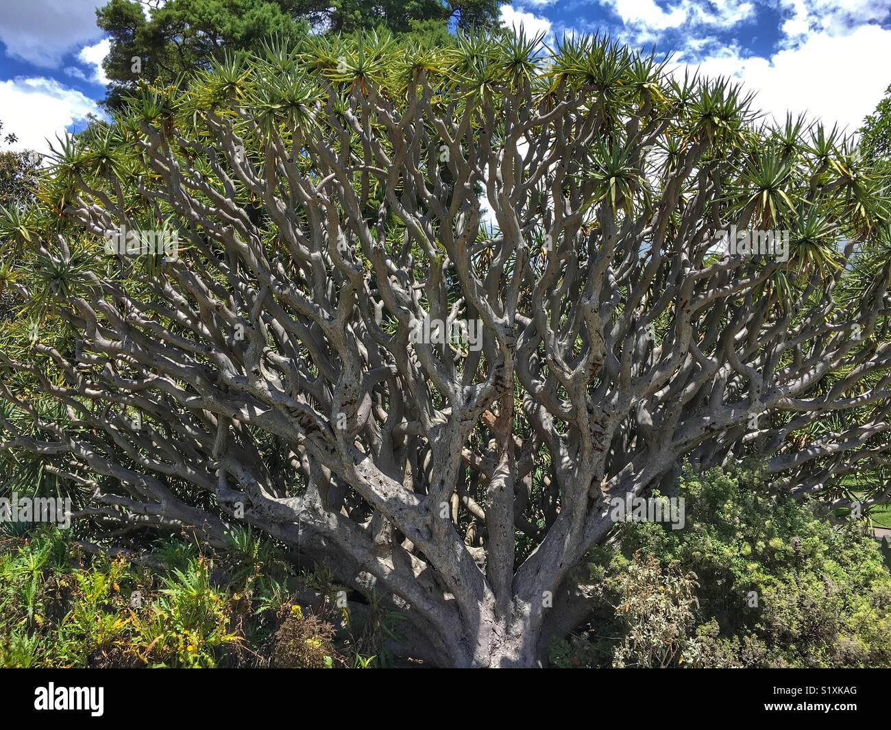 Scraggly tree hi-res stock photography and images - Alamy
