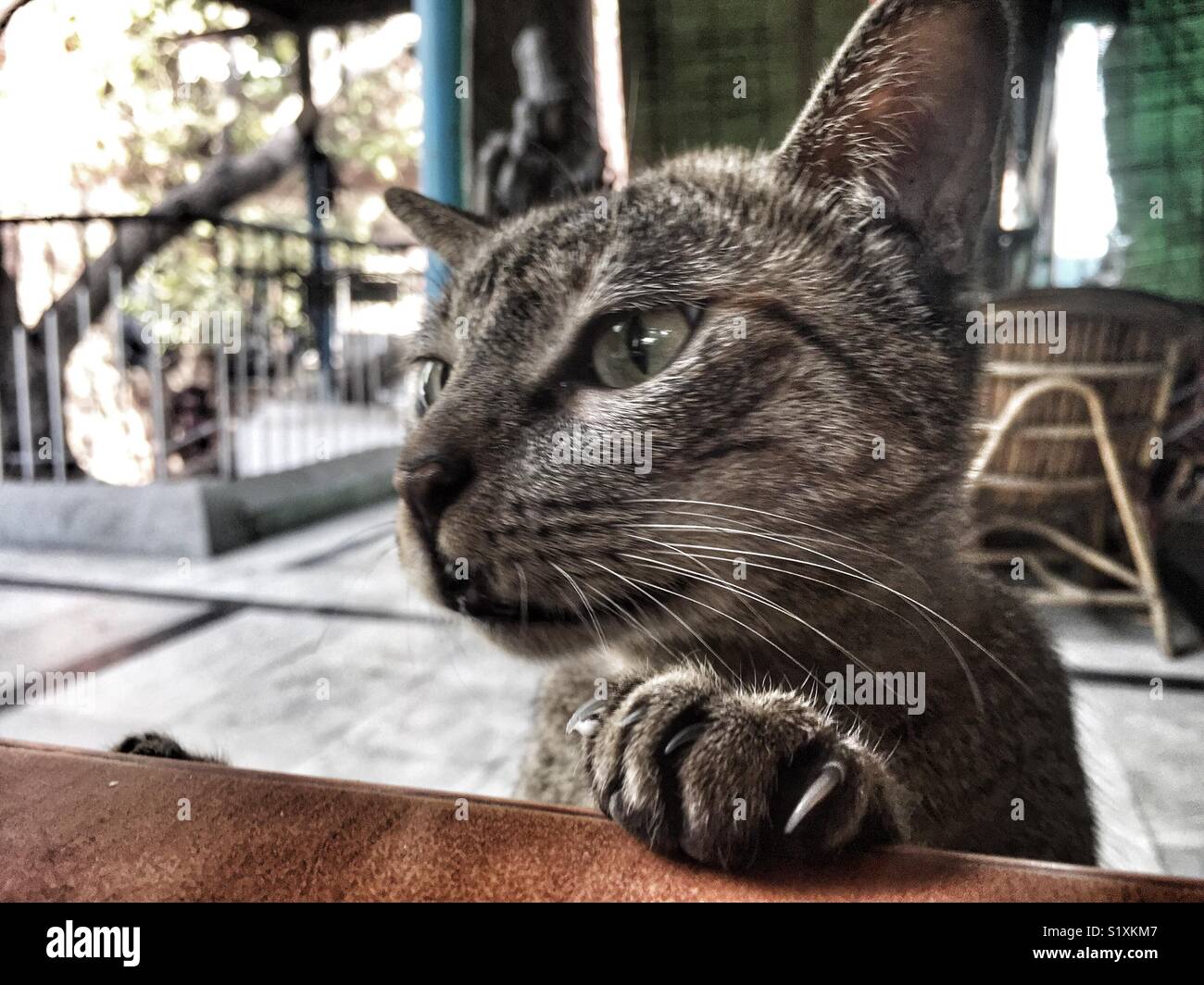 Indian Stray Cat High Resolution Stock Photography and Images - Alamy