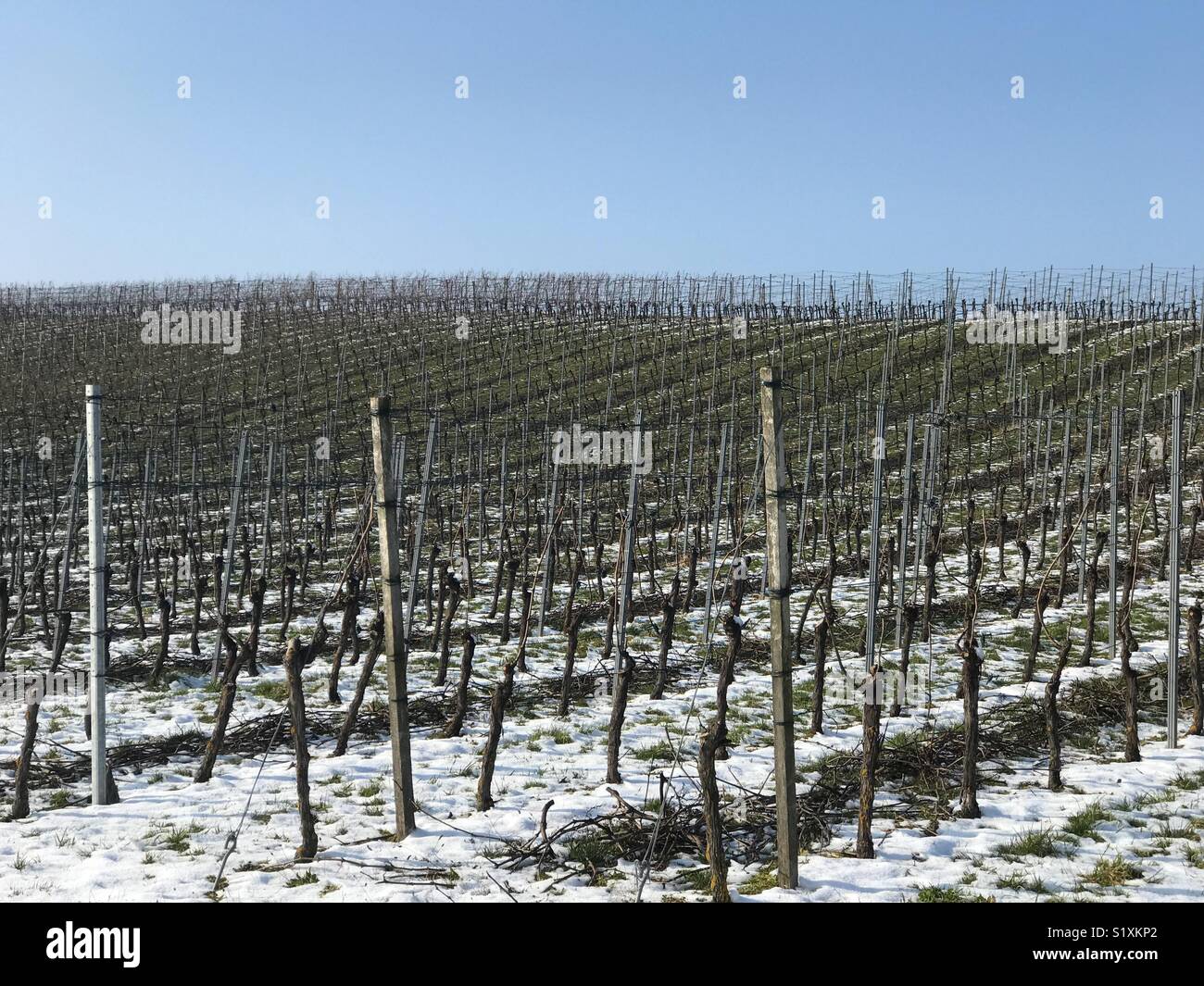 Grapevine vine hi-res stock photography and images - Alamy