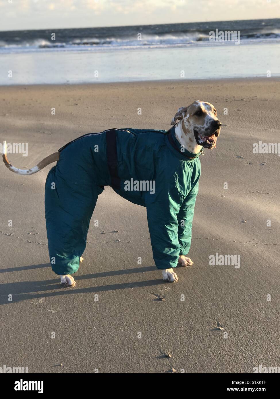 Space suit dog hi-res stock photography and images - Alamy