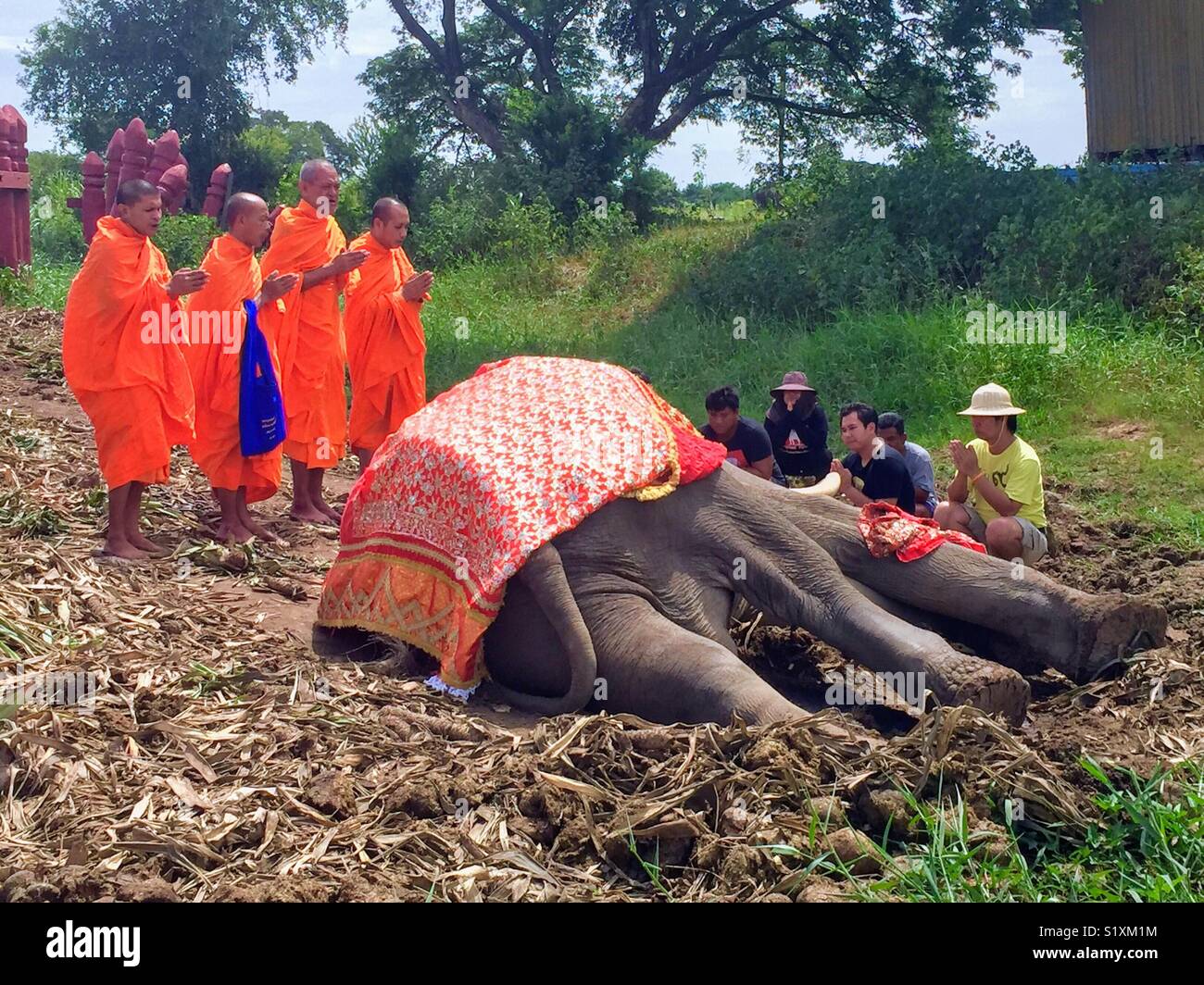 Ceremonial thai elephant hi-res stock photography and images - Alamy