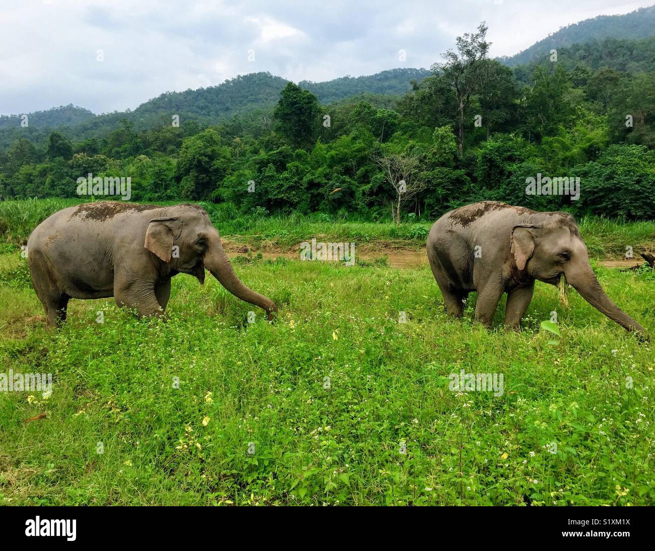 Elephants foraging for food in Thailand Stock Photo - Alamy