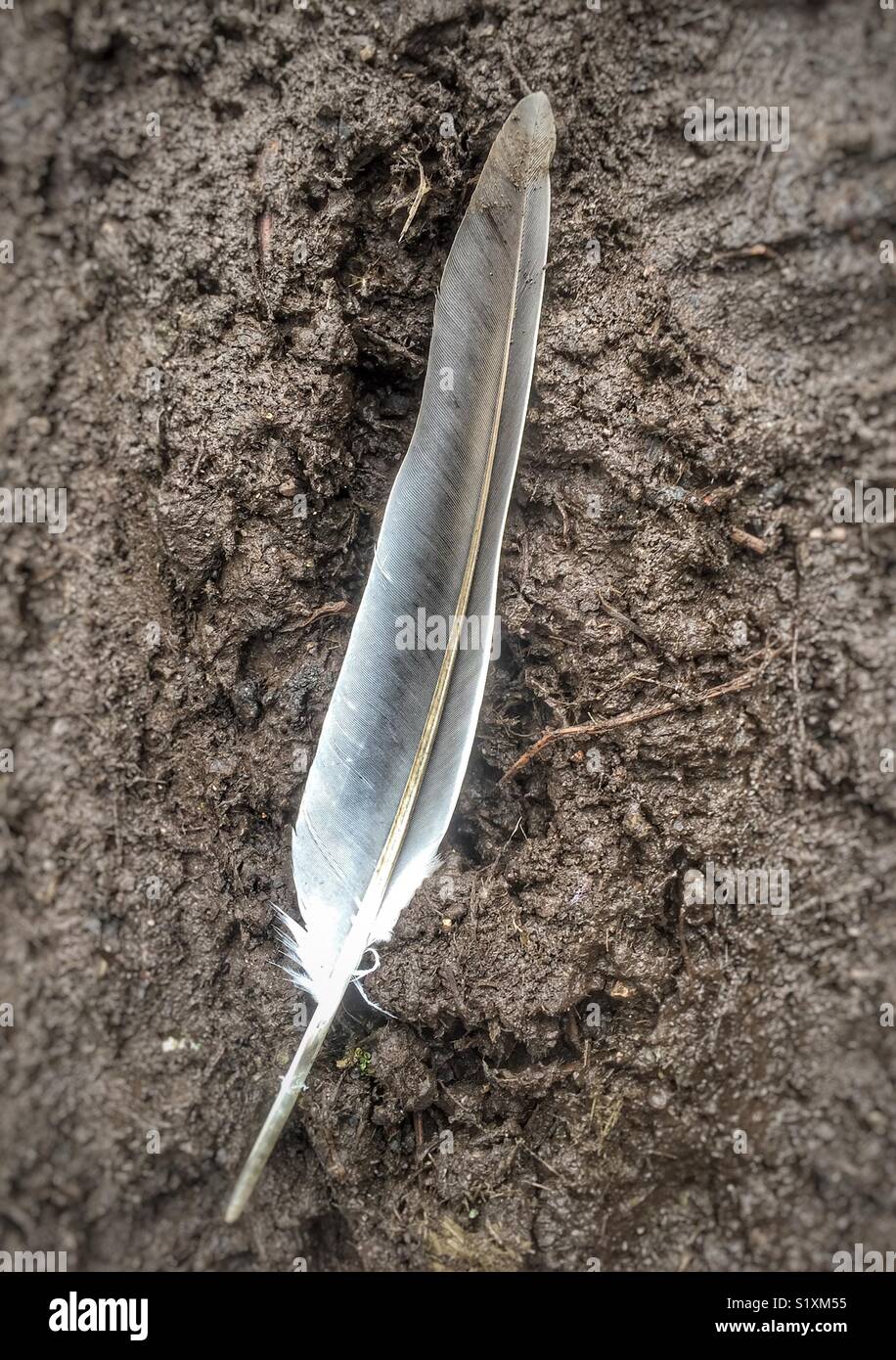 Grey Mud High Resolution Stock Photography and Images - Alamy