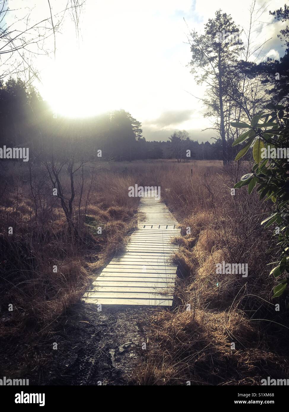 Chobham woods surrey hi-res stock photography and images - Alamy