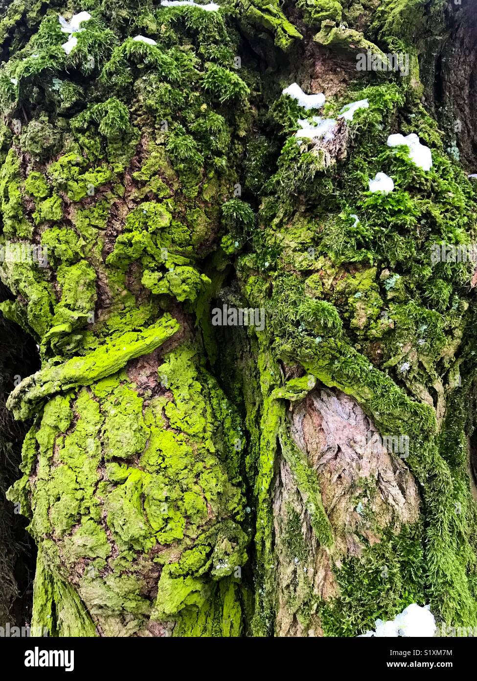 Bark moss mossy tree hi-res stock photography and images - Alamy