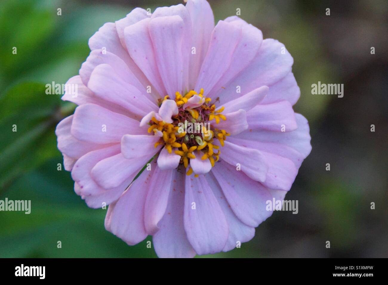 Pretty shape hi-res stock photography and images - Alamy