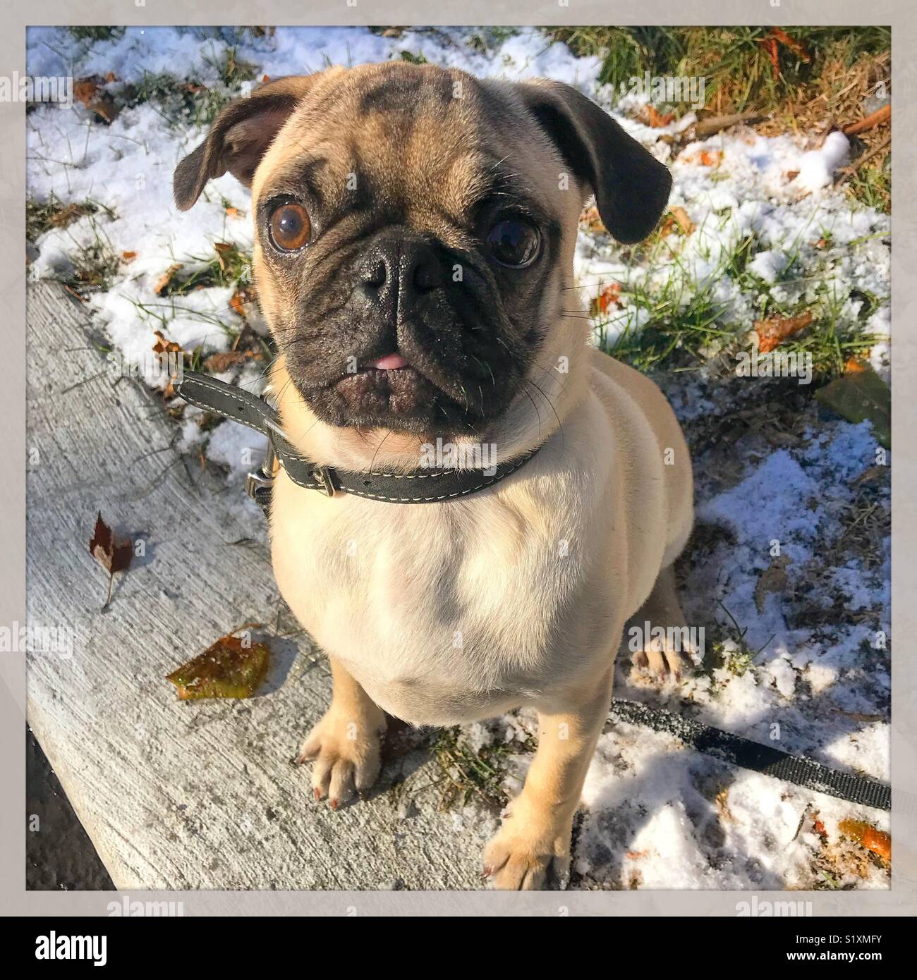 Face of pug hi-res stock photography and images - Alamy