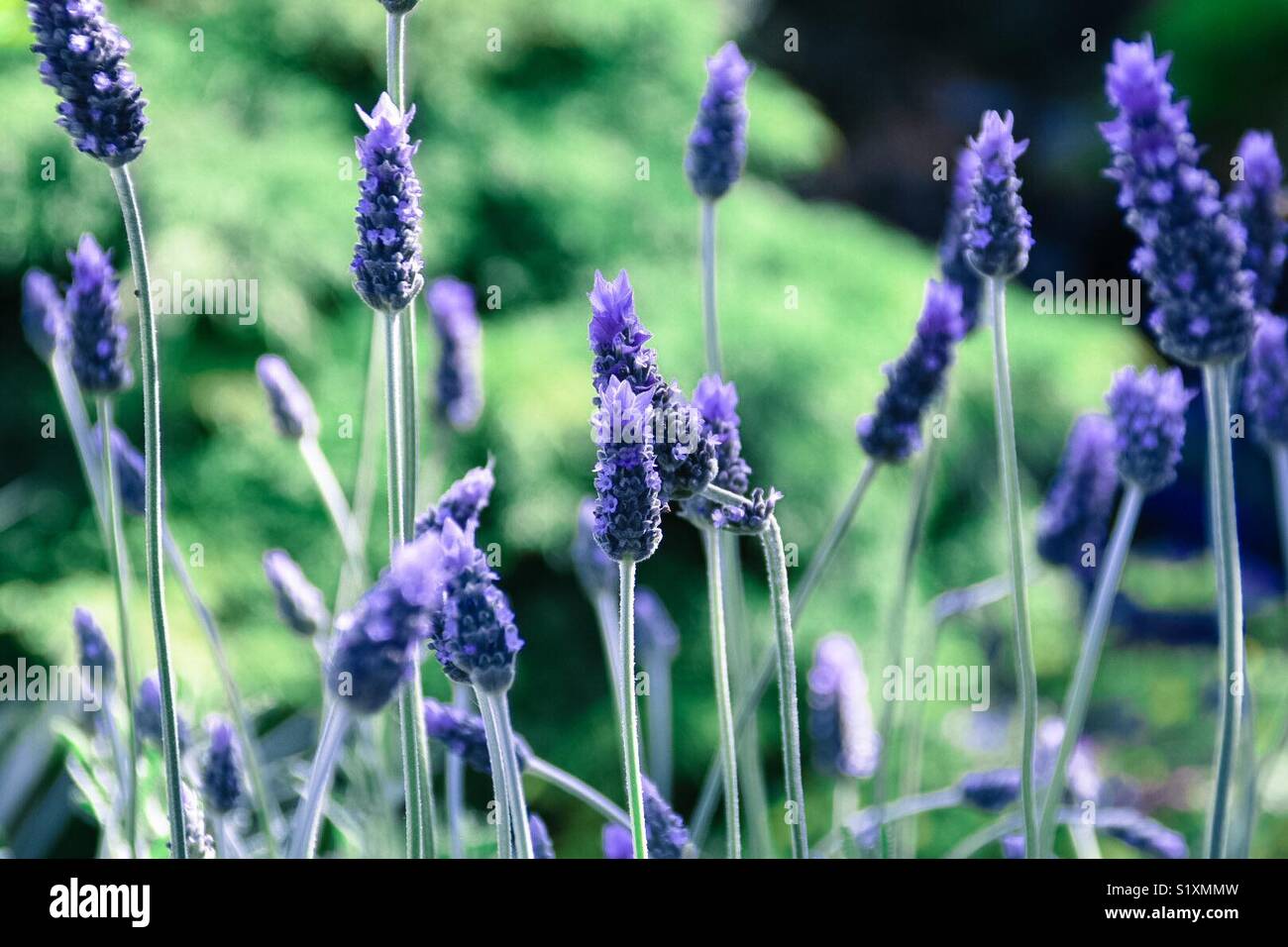 Lavender Wonder in Toowoomba Carnival of Flowers Queensland Australia ...