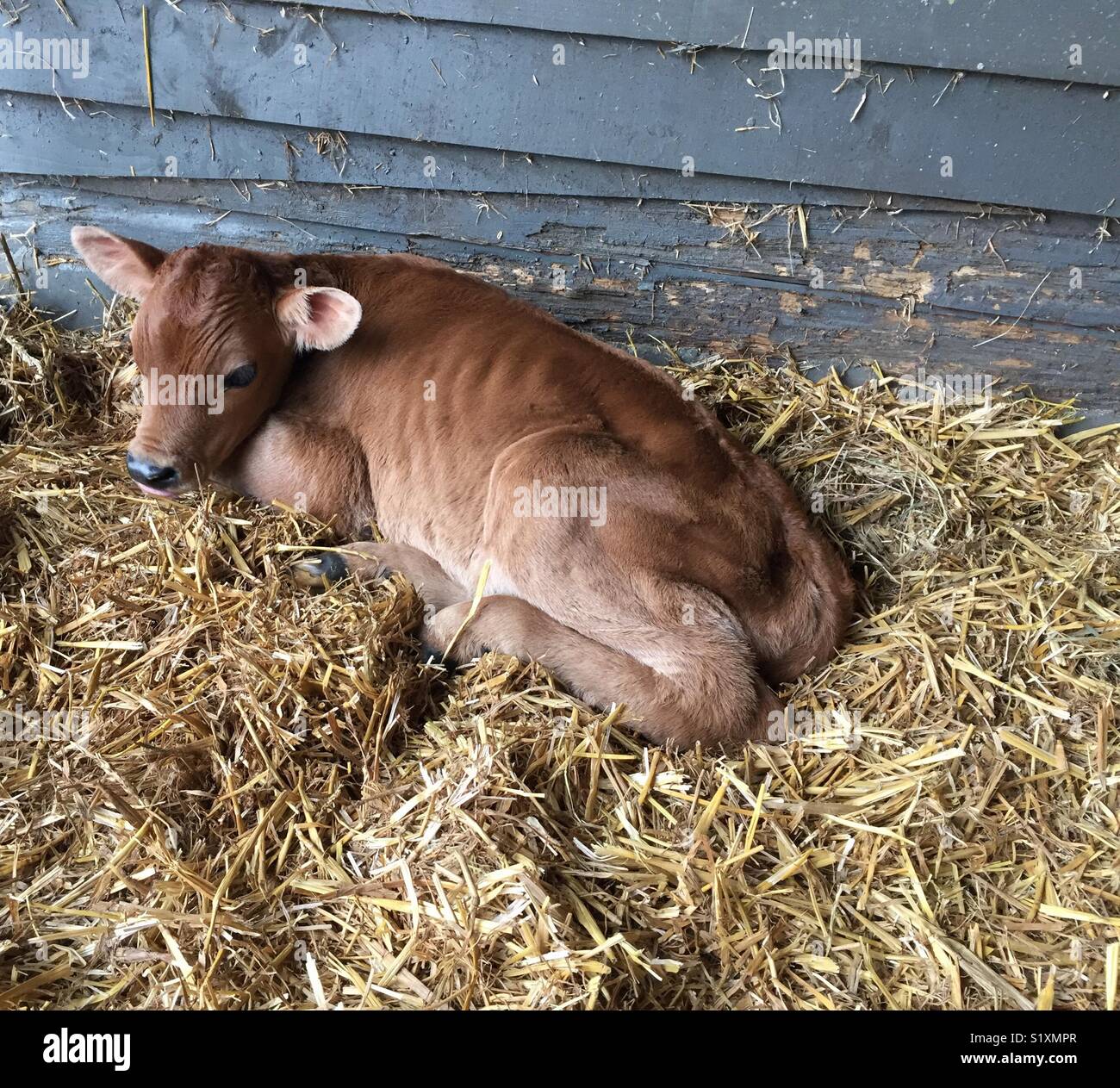 Young Jersey calf Stock Photo - Alamy
