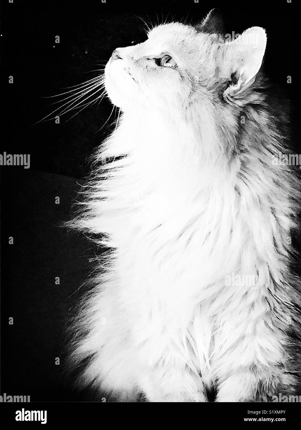 Fluffy haired hi-res stock photography and images - Alamy