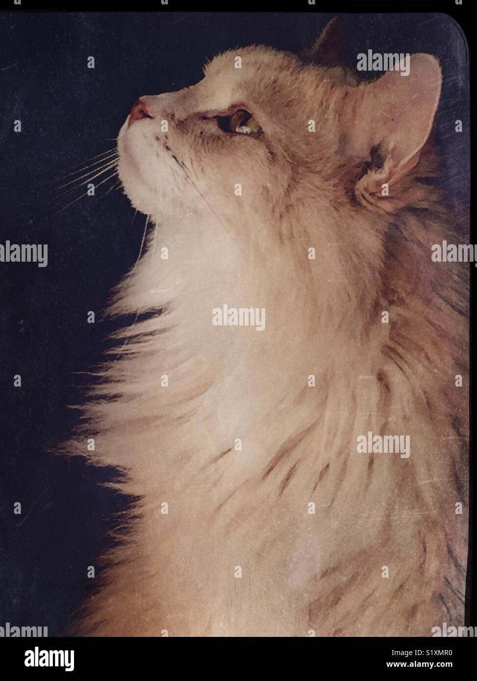 Yellow haired hi-res stock photography and images - Alamy