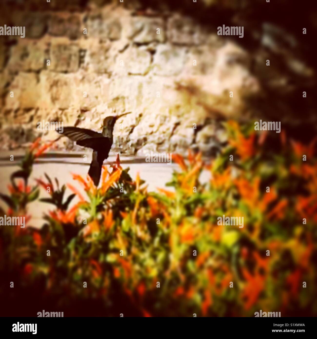 A hummingbird flies over a garden in Oaxaca, Mexico Stock Photo - Alamy