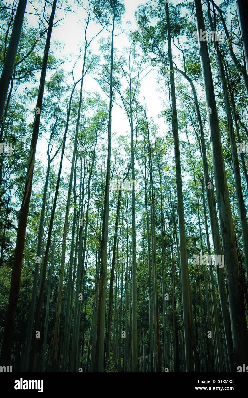 Stand high- Stand tall Stock Photo - Alamy